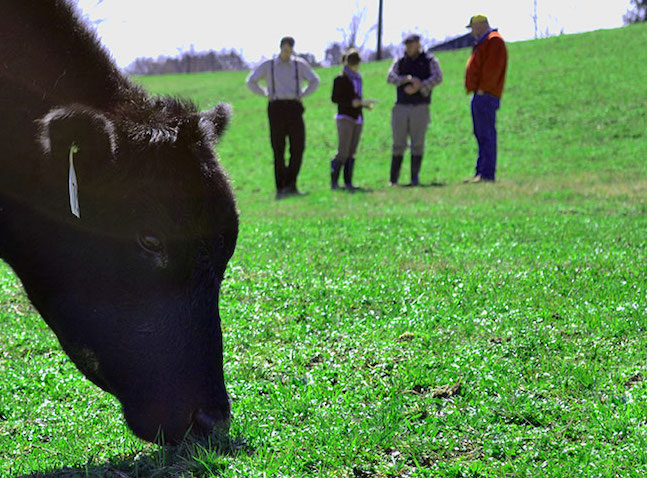 100% Grass Fed Beef - Marksbury Farm Market - Kentucky